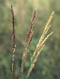 Flora de Puerto Rico Ilustrada Papo Vives: POACEAE COLETAENIA ...