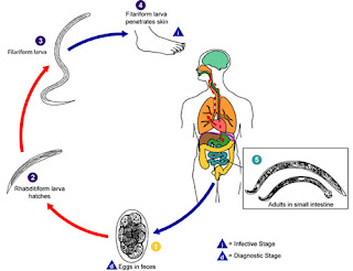 The Invertebrate: Nematode - The Round Worm