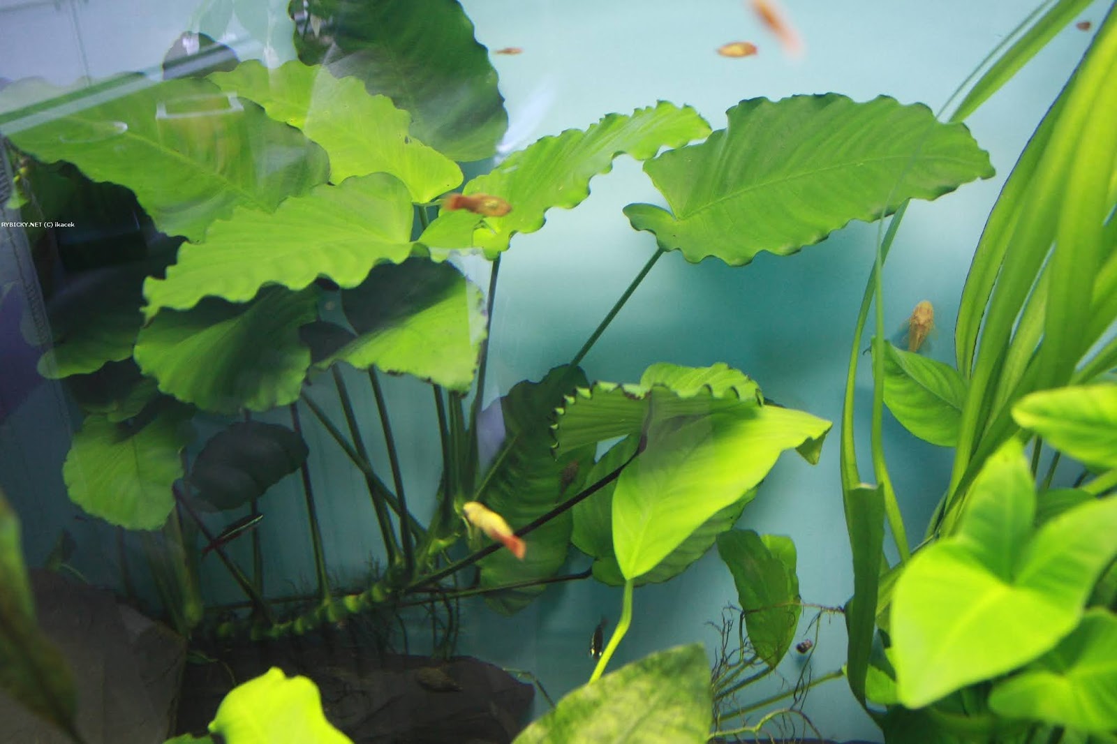 Mengenal Jenis Tanaman Anubias Air untuk Aquascape