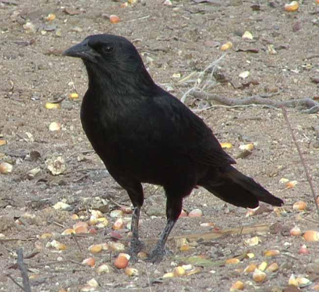 Argentina nativa: Chopí (Gnorimopsar chopi)