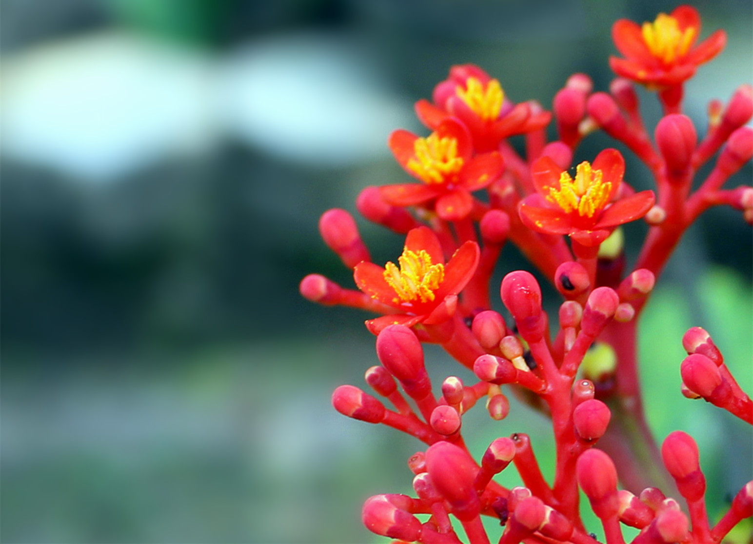 Seni Foto-foto Macro Bunga - WEB | LOVEHEAVEN 07