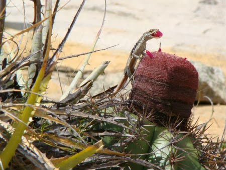 Biologia Reprodutiva de Melocactus glaucescens, M. paucispinus ...