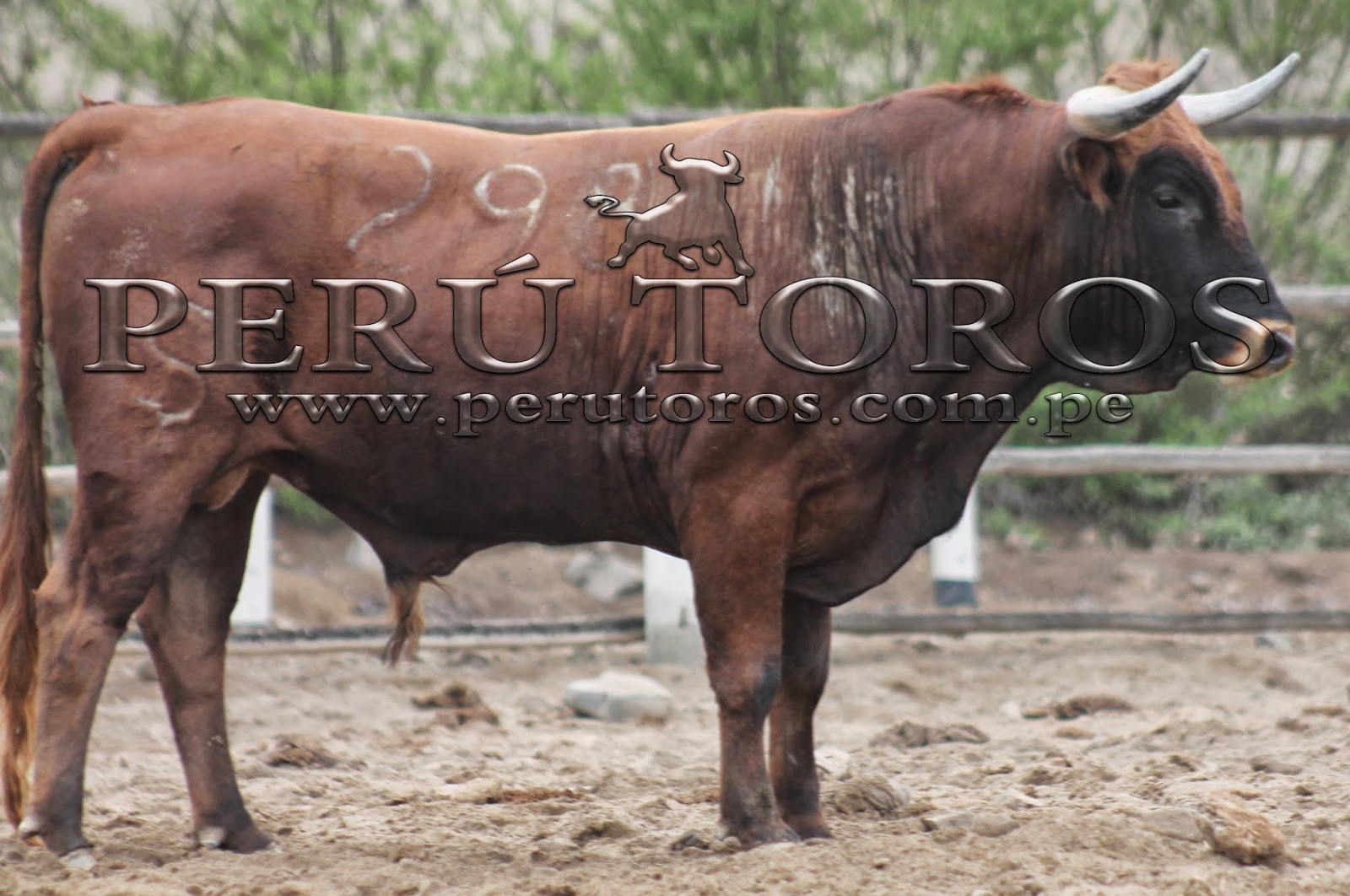 PERÚ TOROS: VUELVE EL TORO TORO A SANTA CRUZ