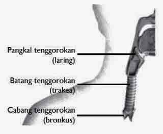MATERI SEKOLAH DASAR: 4 Macam Organ Pernapasan Manusia