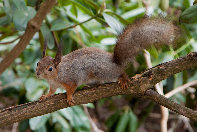 Geração Verde Portugal: Esquilos Vermelhos em Portugal ? Sim, eles ...