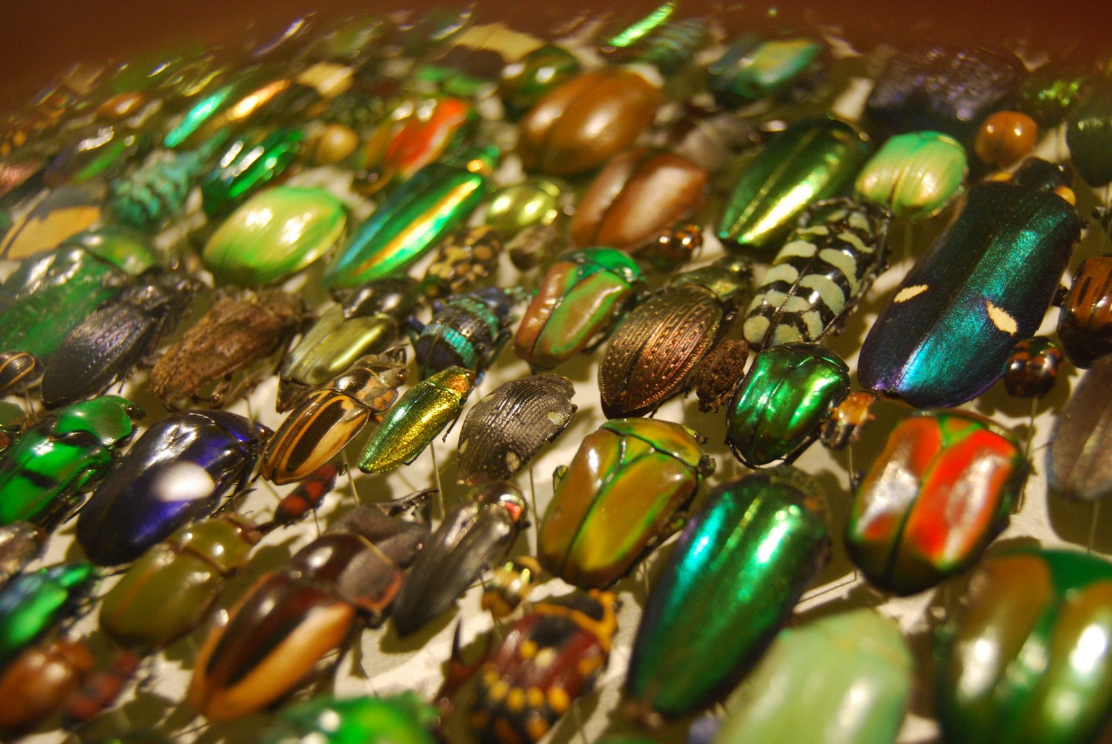 Our Deer Baby: So Many Insects