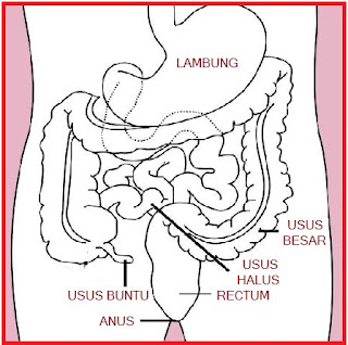 Radang Usus Buntu | BIOLOGIPEDIA