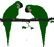 Animation Bundle: Animated Parrots Chirping About Parrot Gif and Parrot ...