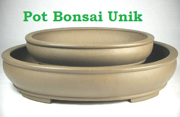 Bentuk Model Pot Bonsai Unik Pilihan Terbaik