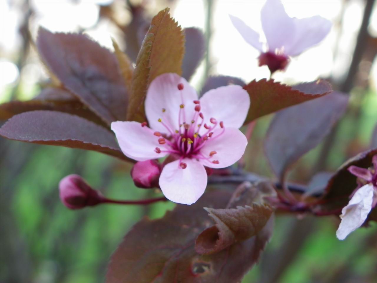 Fleurs de prunier rouge