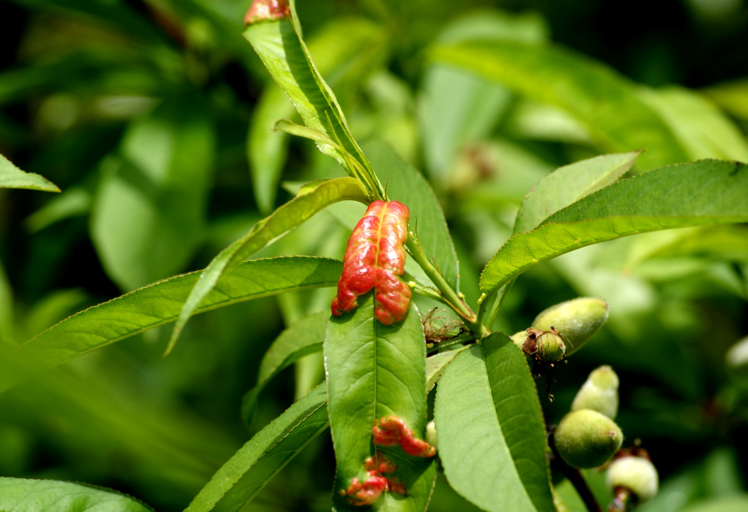 A photo, A thought............: Plant: Peach tree through the seasons