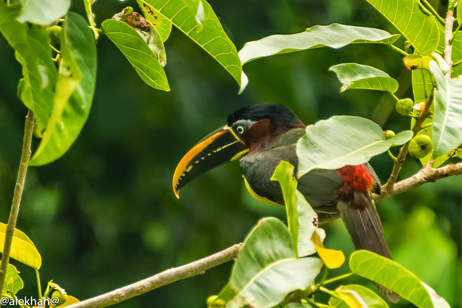 Pájaros, Pajarracos: mayo 2015