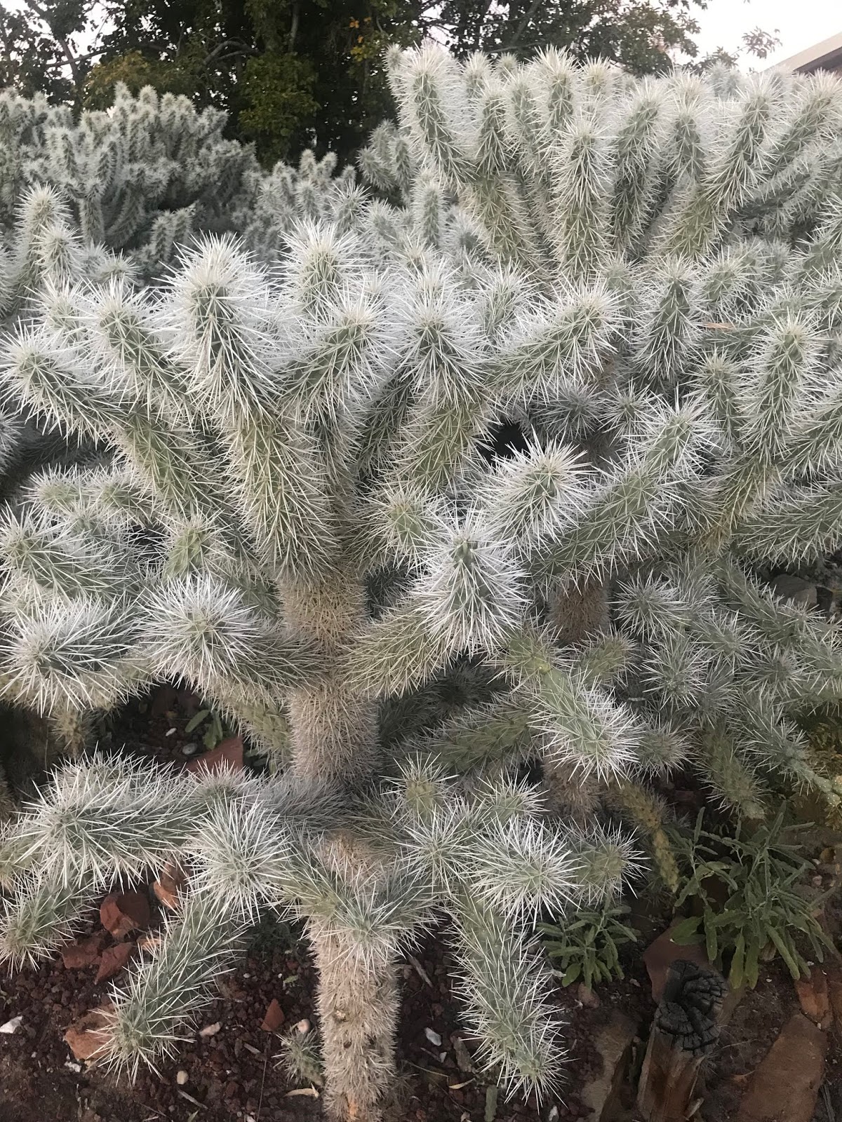 Cochineal Scale on Cholla and Prickly Pear