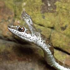 BREA VENENOS: -Ecdisis "cambio o muda" de la piel de las serpientes