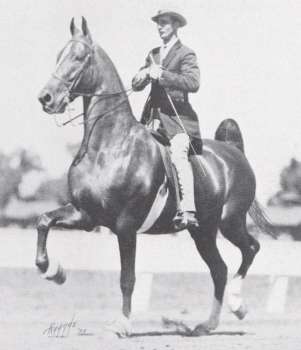 The American Saddlebred: 6/20/15 V is for Victory.....and Valiant ...