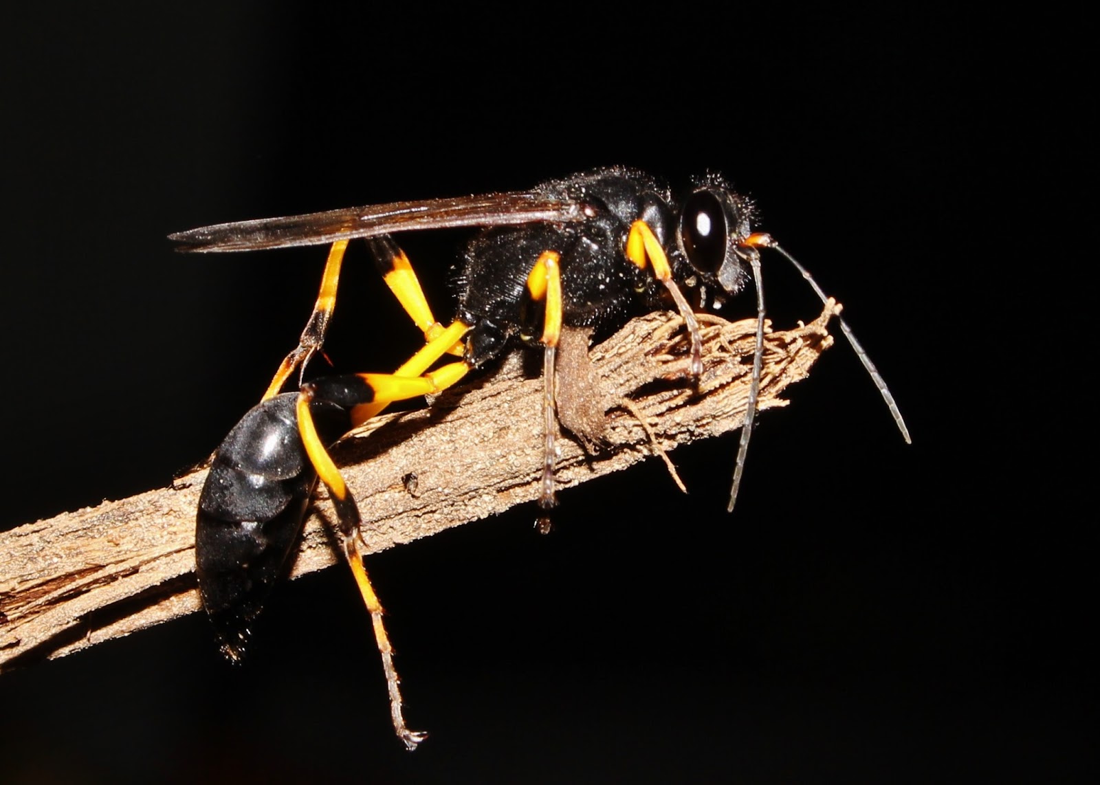 Biodiversity of Cyprus by NGO Protection of the Natural Heritage and ...