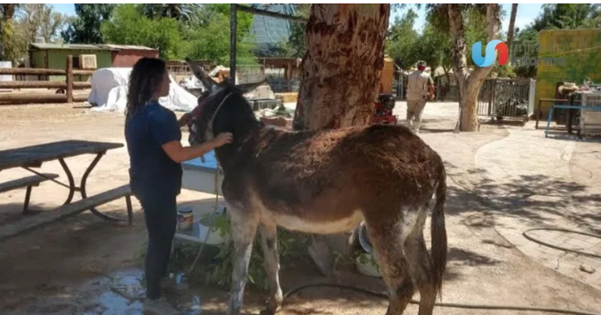 Borderland Beat: Donkey Rescued from Crackhouse