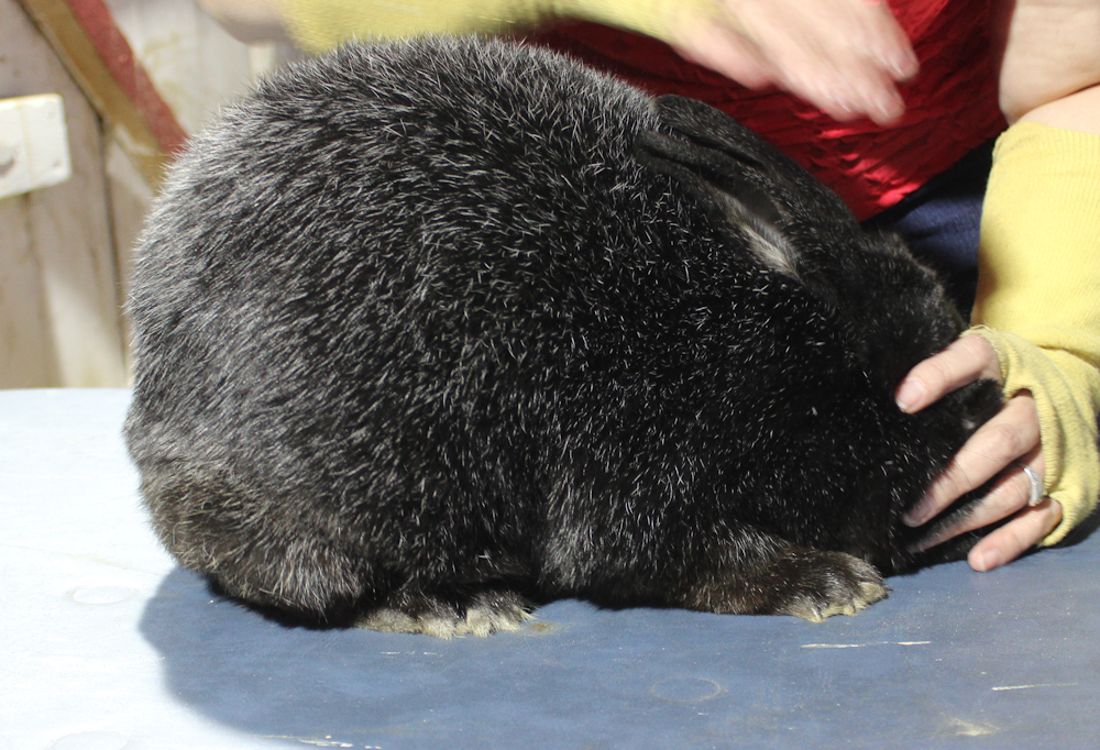 Reiter's Silver Fox Rabbits: Buck