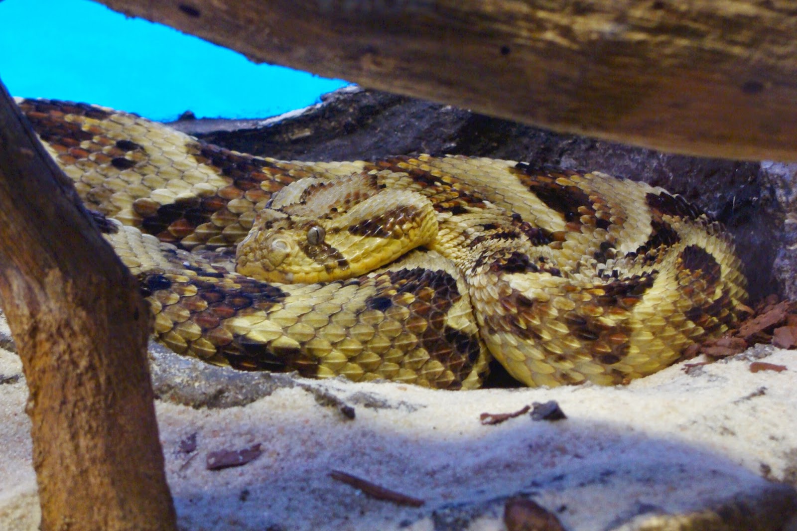 SERPIENTES DE TODO EL MUNDO: VÍBORAS