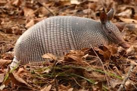 ANIMALES DEL META EN VÍA DE EXTINCIÓN : el armadillo