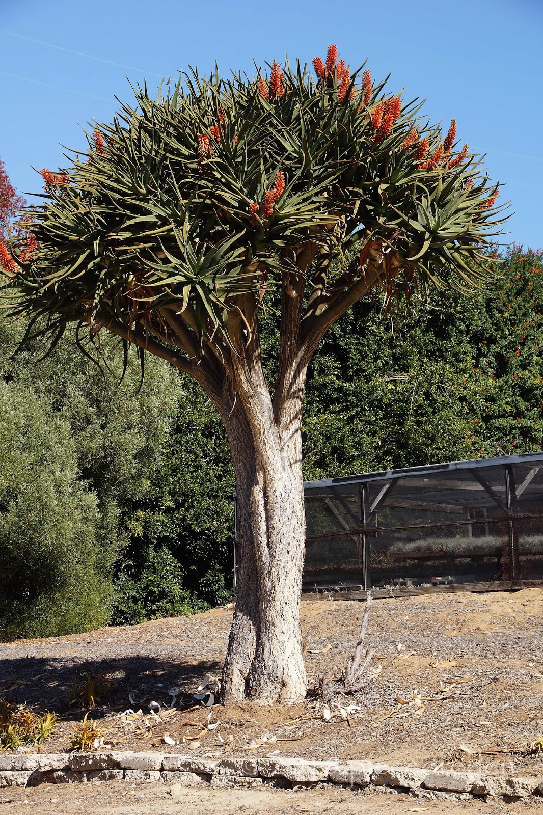 A Visit To Bird Rock Tropicals