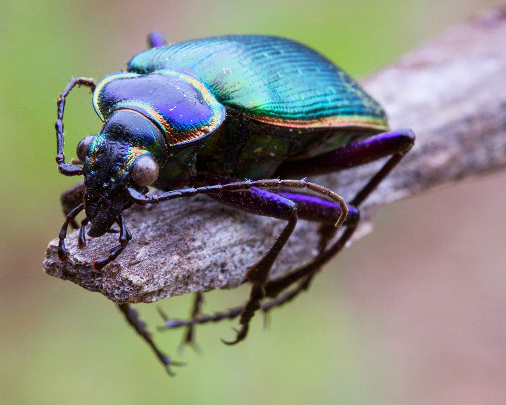 Corey Carter | Austin, Texas: Fiery Searcher Beetle (Calosoma Scrutator)