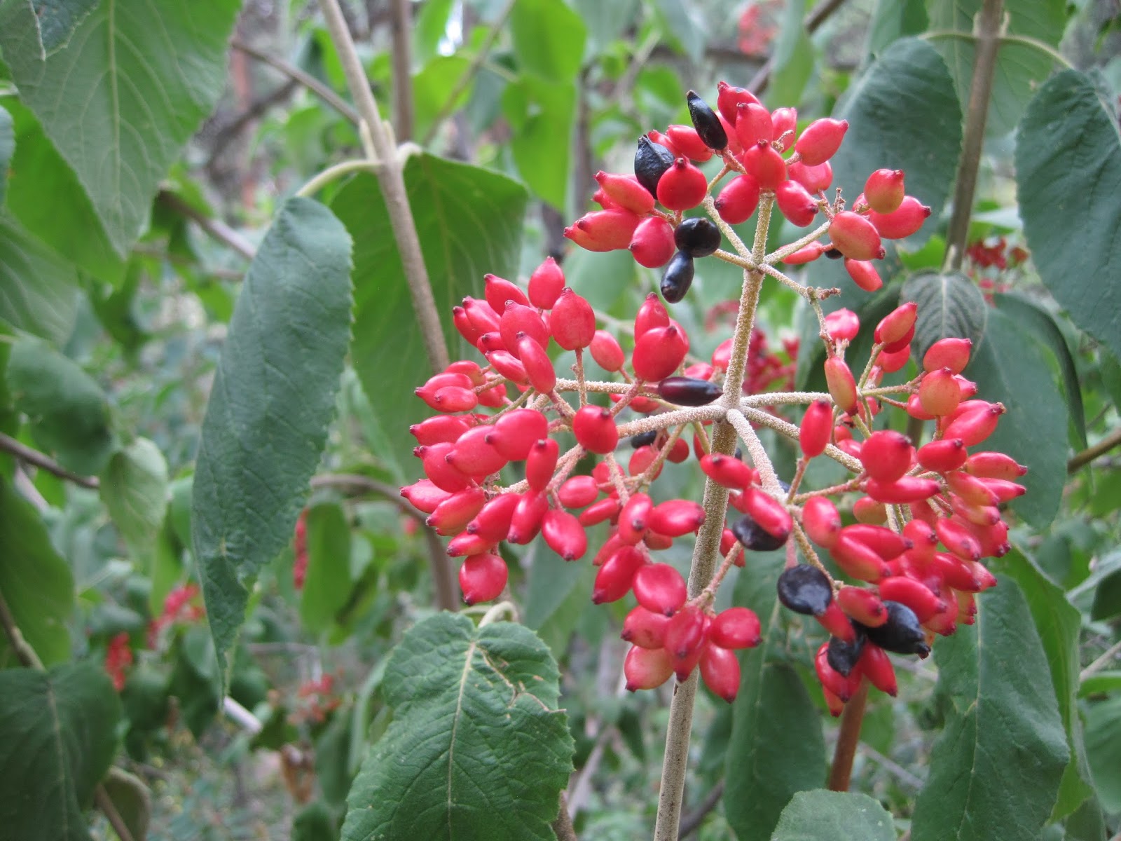 2016 hikes: Wild raspberries