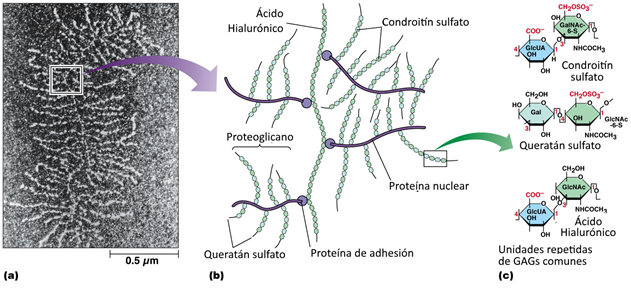B.log.ia 2.0: El nivel tisular