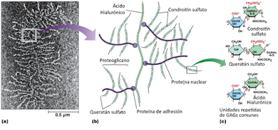 B.log.ia 2.0: El nivel tisular