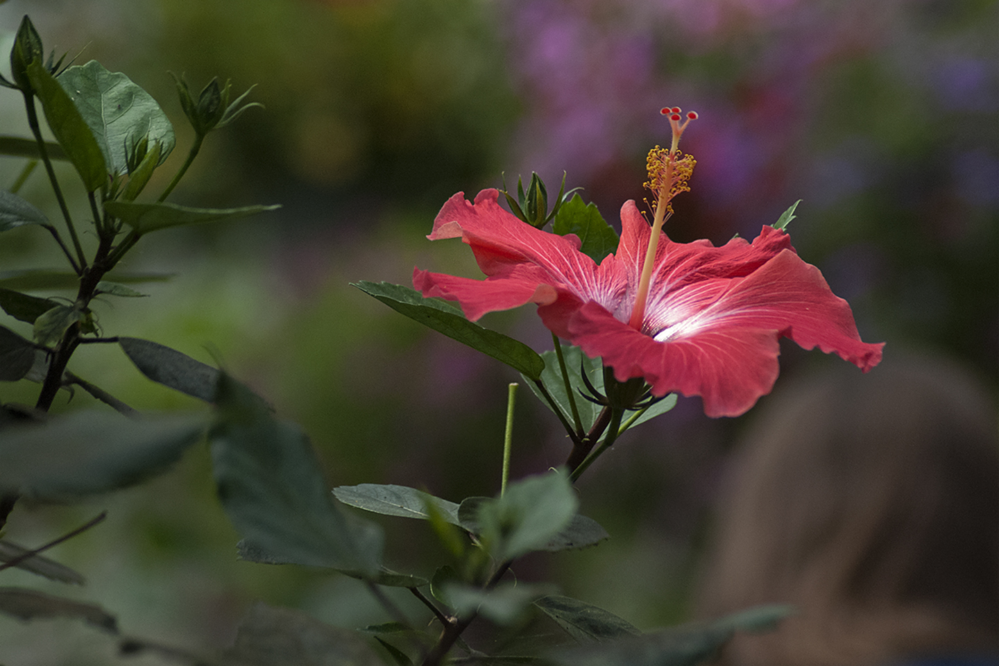 2013 MICHIGAN SUMMER REUNION: MORE OF MACKINAW....butterflies and flowers