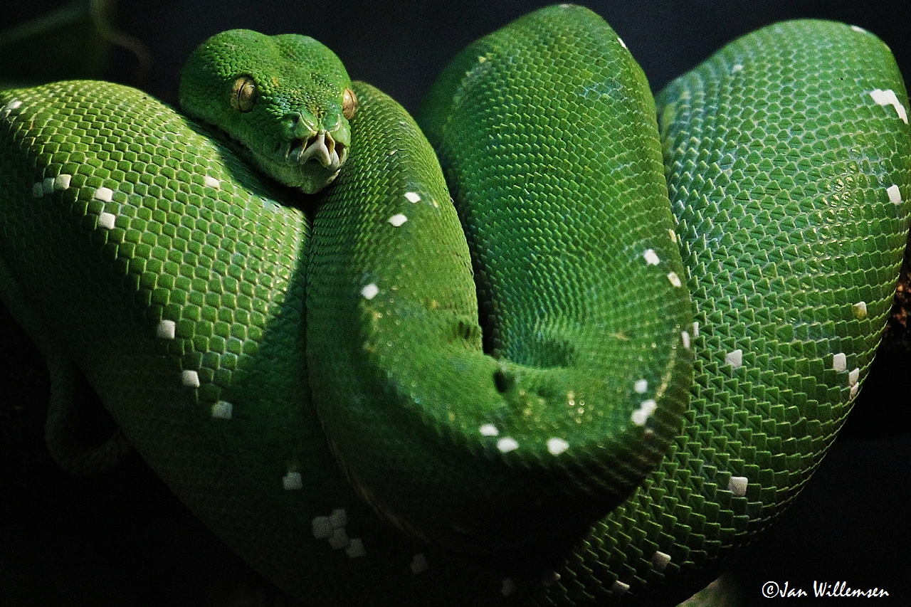 Jan Willemsen Fotografie: Burgers Zoo Arnhem