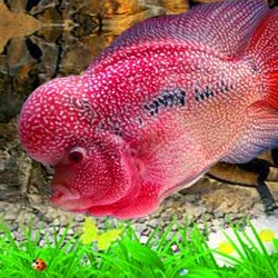 Sejarah singkat Ikan Louhan | Aquatica