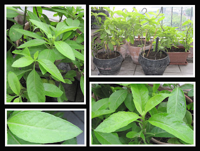 The Miner's Daughter: Sabunggai (Gynura Procumbens)