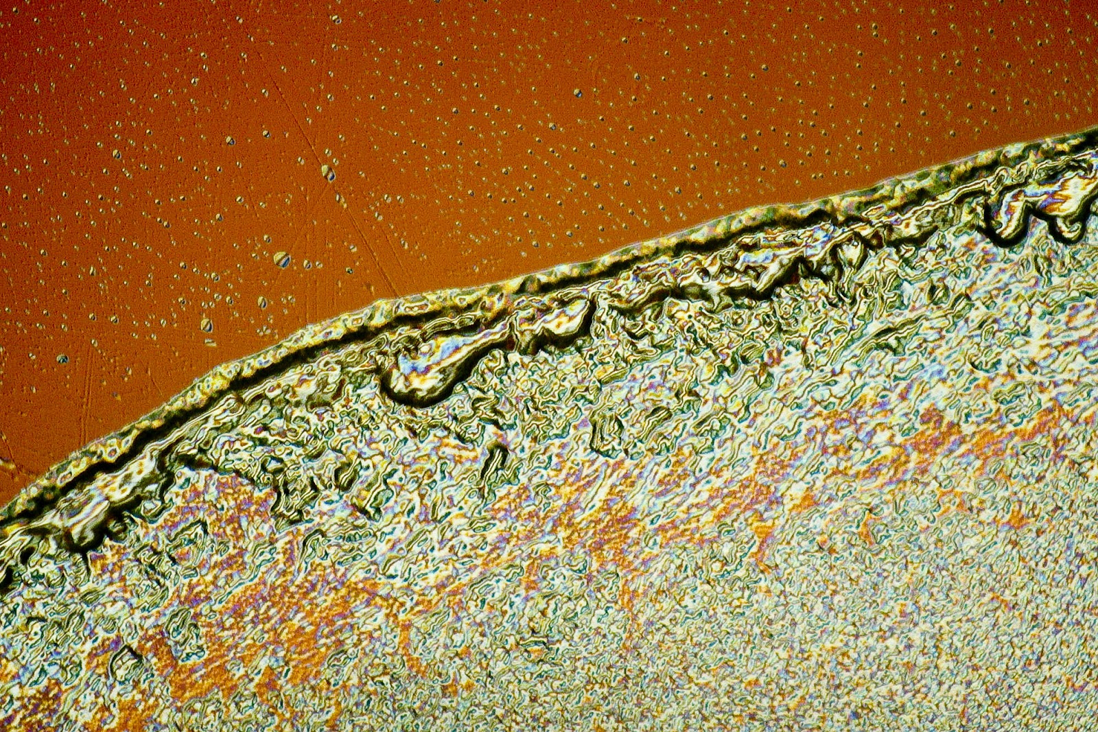 Blitiri: DIC microscopy image