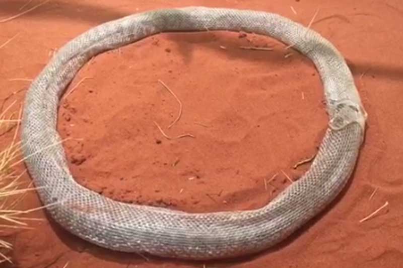 Nothing To Do With Arbroath: Confused snake became caught in an endless ...