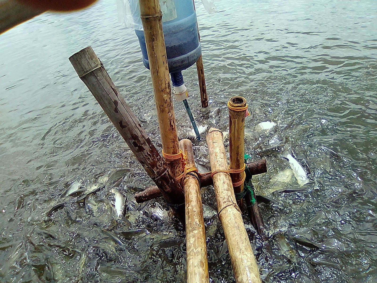 Fish Pond Buddy: How to Make a Milkfish (Bangus) Feeder Device