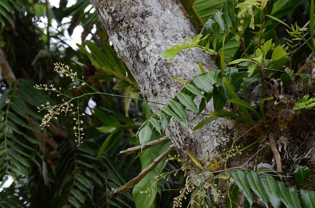 Acriopsis liliifolia orchid plant care and culture | Travaldo's blog