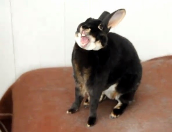 InterWeb Teens: Screaming Rabbits are underrated Hilarious