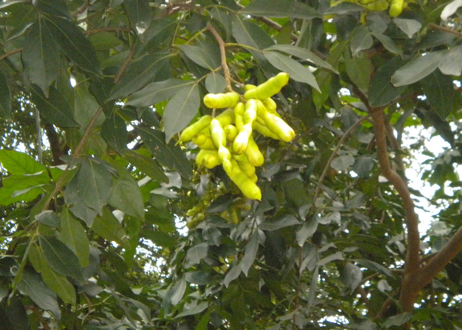 Cultura Guaraní: INGÁ PITÁ