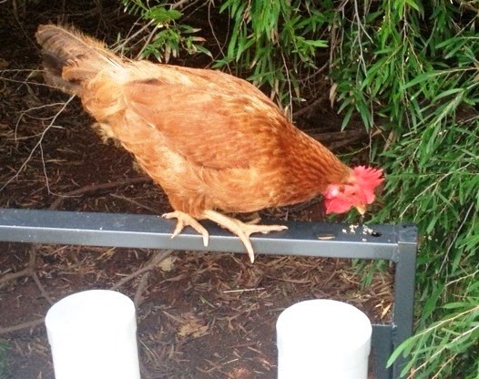 2 Happy Hens: Dine-A-Chook