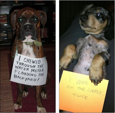The animal zone: I pooped, I am disgusting! Badly behaved dogs named ...