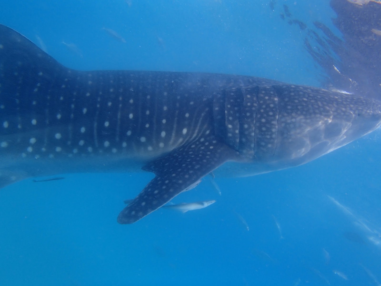 Baron the Explorer: Cebu Trip: Oslob’s Butanding Watching (up close and ...