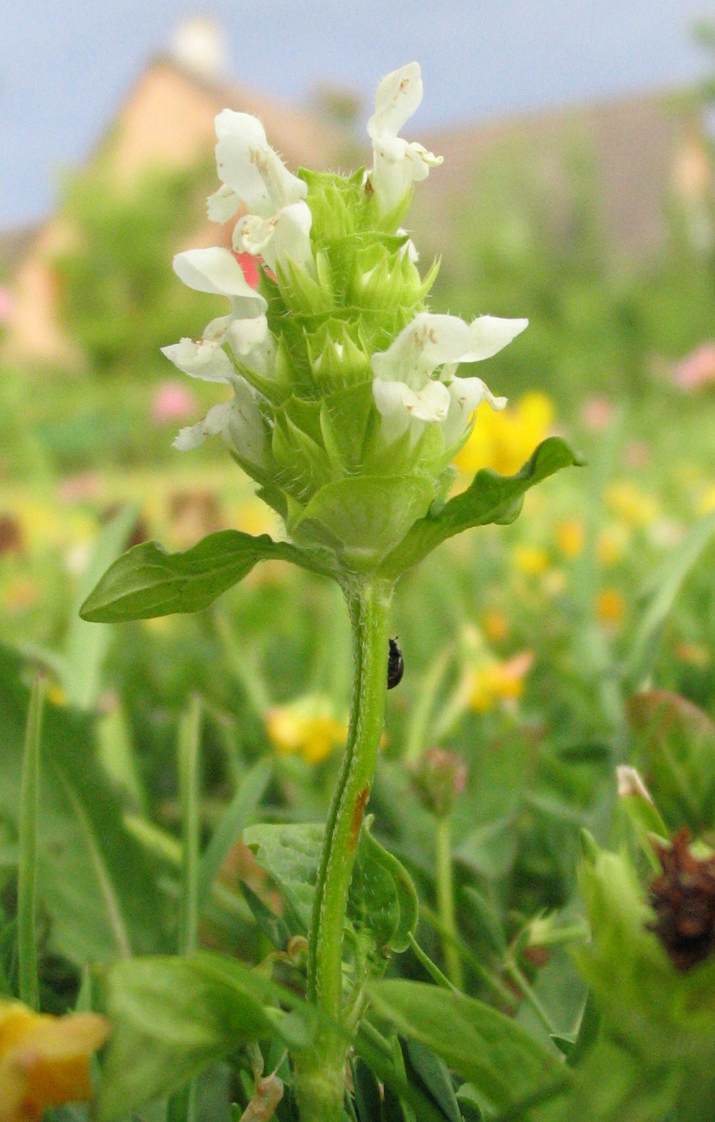 Earth and Space News: Selfheal (Prunella vulgaris) Is a Long Blooming ...