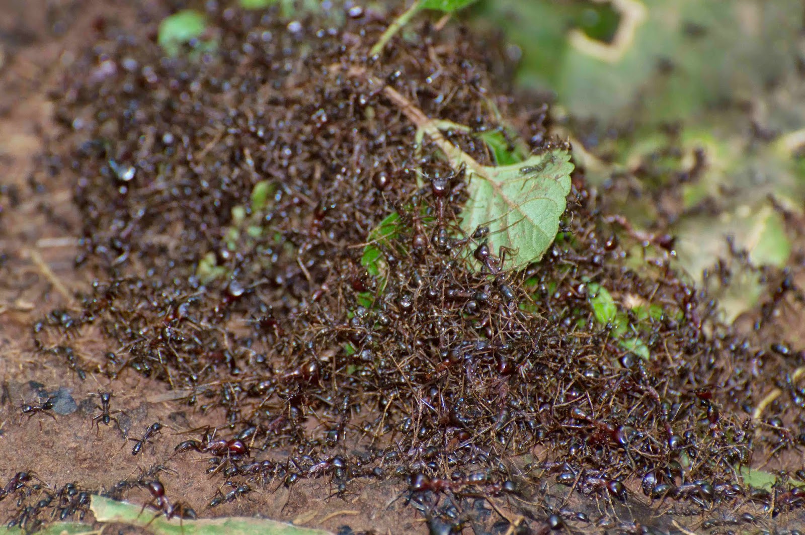 Notes From Kenya: MSU Hyena Research: Just Another Night in the Bush
