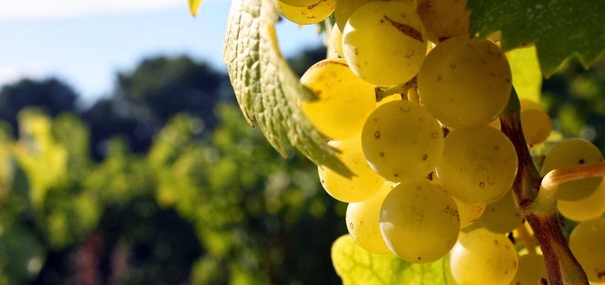 The World of Wine Review: Unit 4 – Day 2: Northeastern Italy