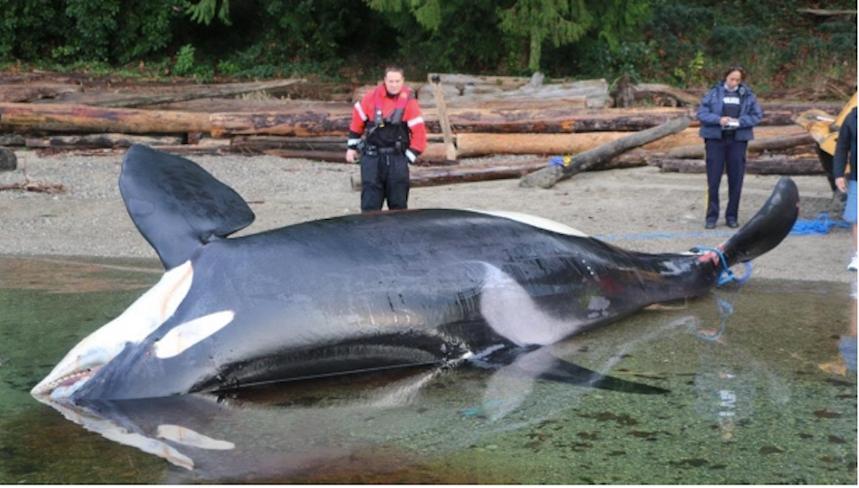 The Zoo Review: A Farewell to Tilikum