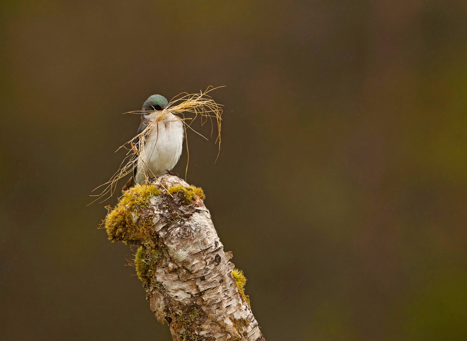 Newfoundland Nature Projects More On My Tree Swallow Nest Box Project