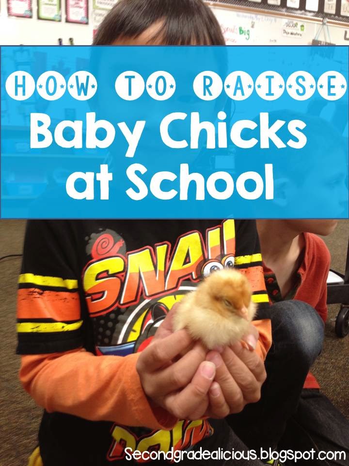 Raising Baby Chicks in the Classroom: A Classroom Pet Inquiry - Create ...