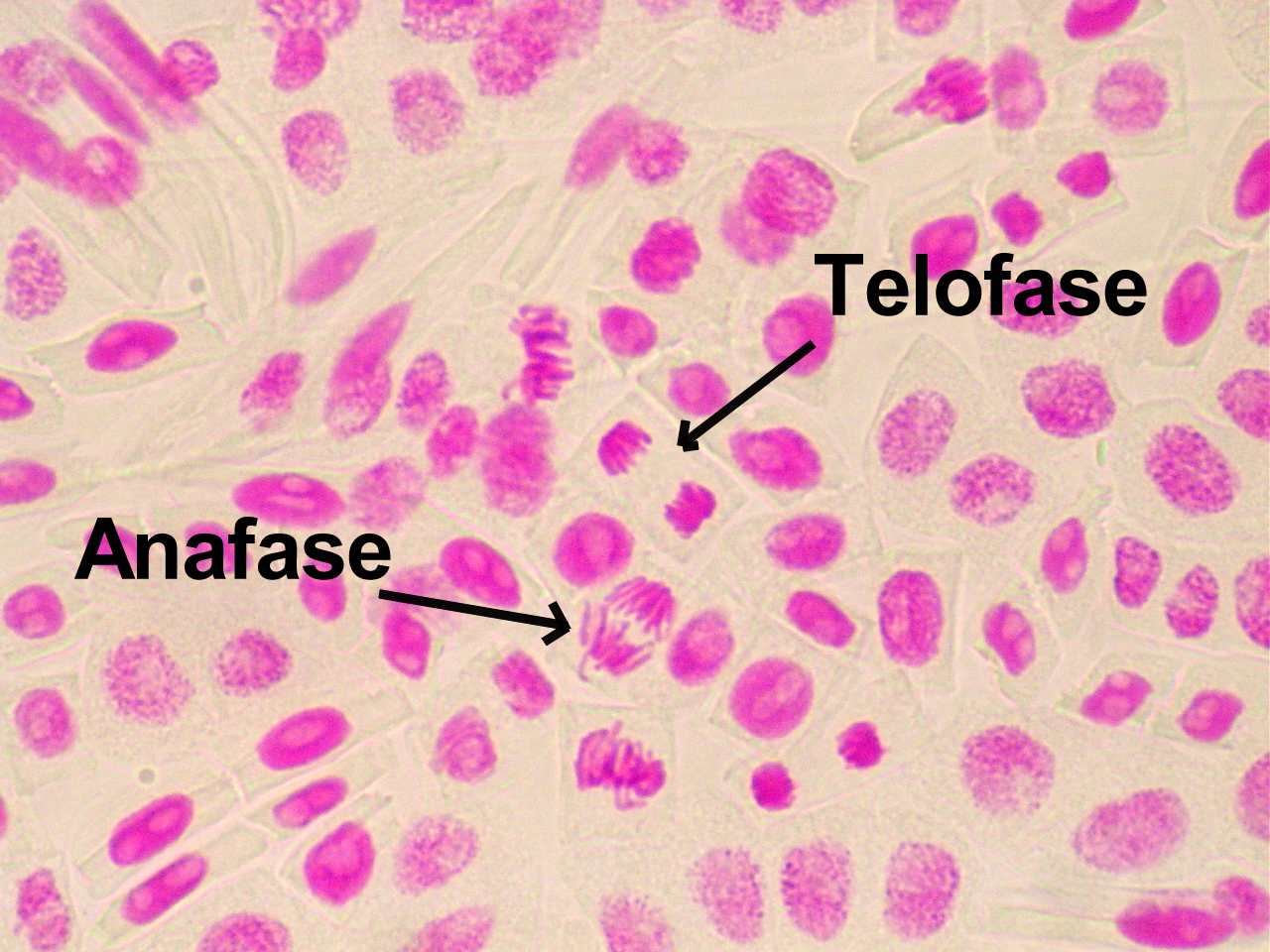 Actuaciencia: Mitosis: distribución equitativa de cromosomas
