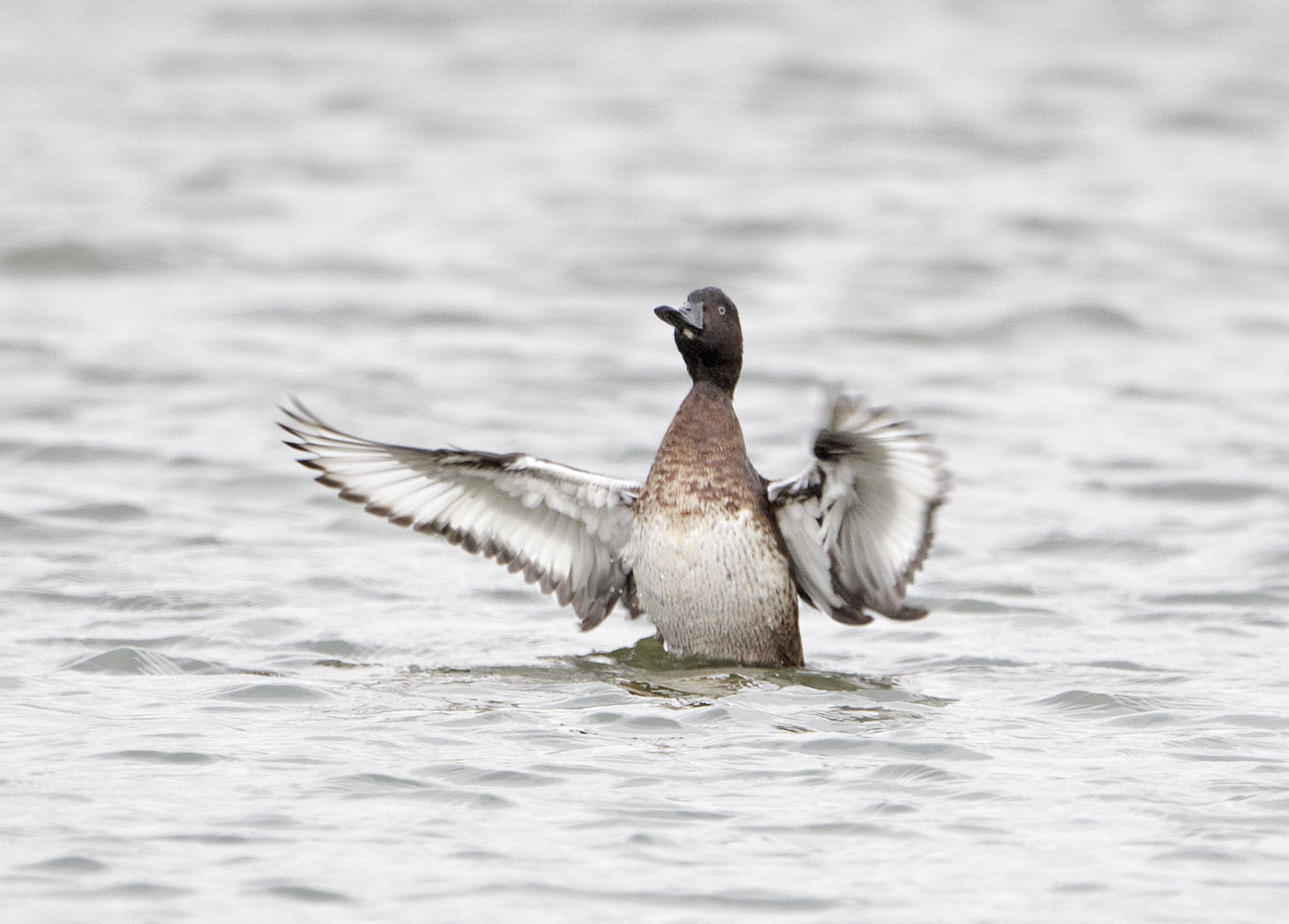 pewit: Ferruginous Duck